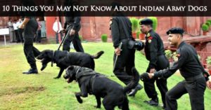 10 Things You May Not Know About Indian Army Dogs