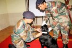 Remount Veterinary Corps Notification 2024 Indian Army