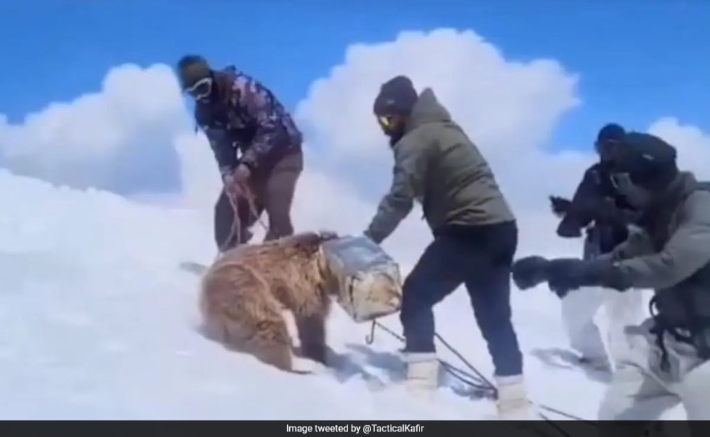 Indian Army Soldiers Rescue Distressed Brown Bear Cub, Earn Praise on ...